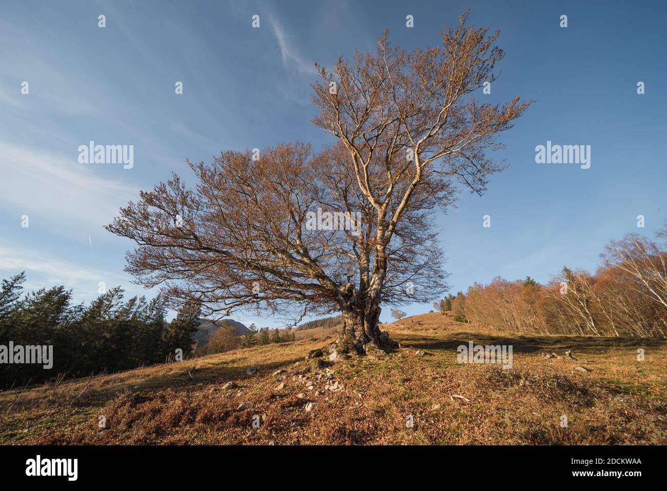 beech trees in the black forest germany in the evening sun Stock Photo ...