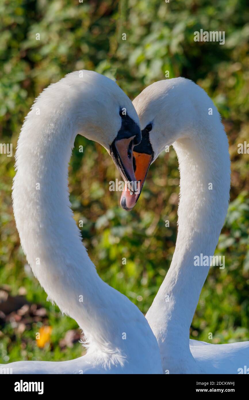 A calm morning out at Backwell lake nature reserve with the swans Stock ...