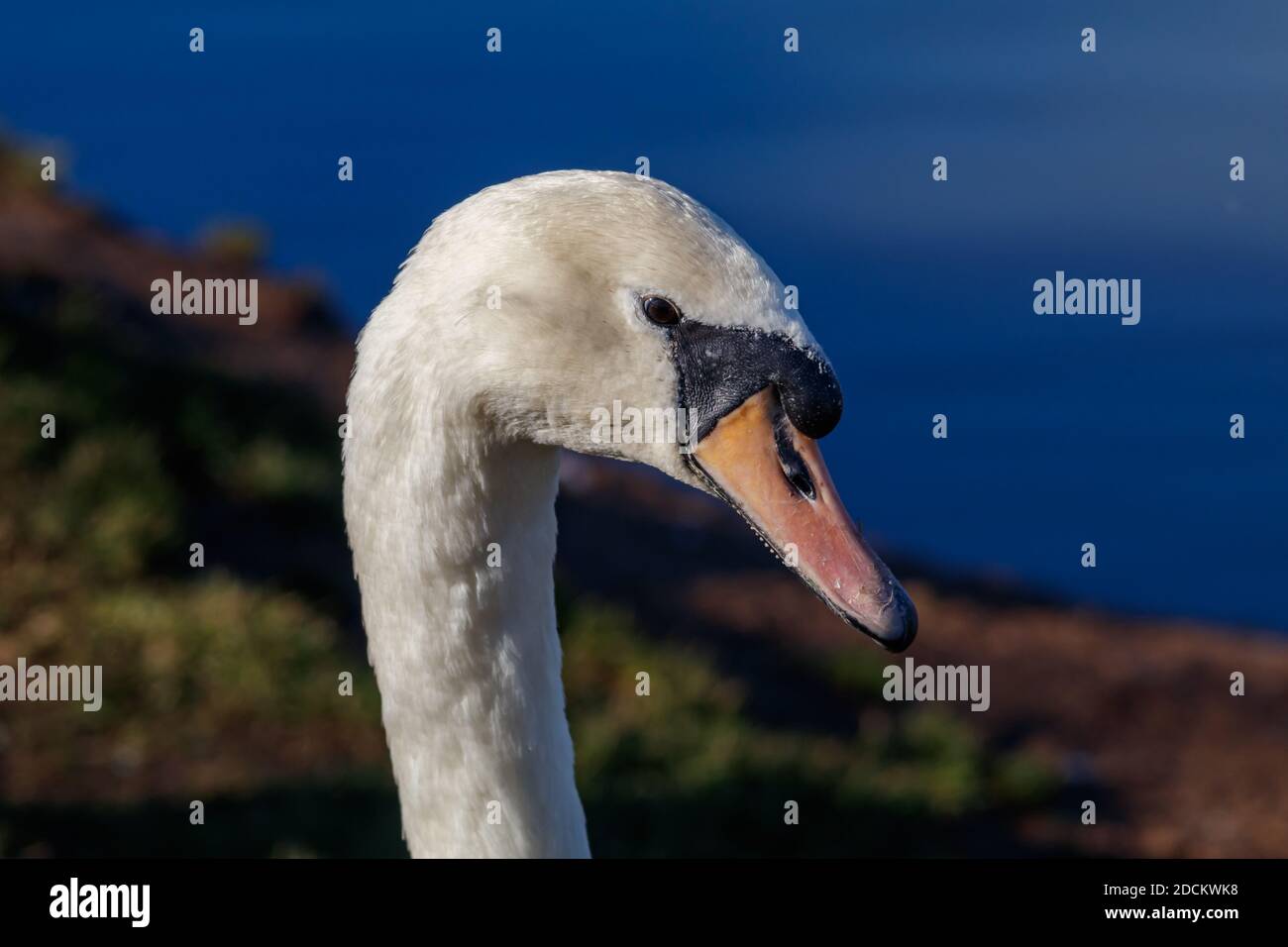A calm morning out at Backwell lake nature reserve with the swans Stock ...
