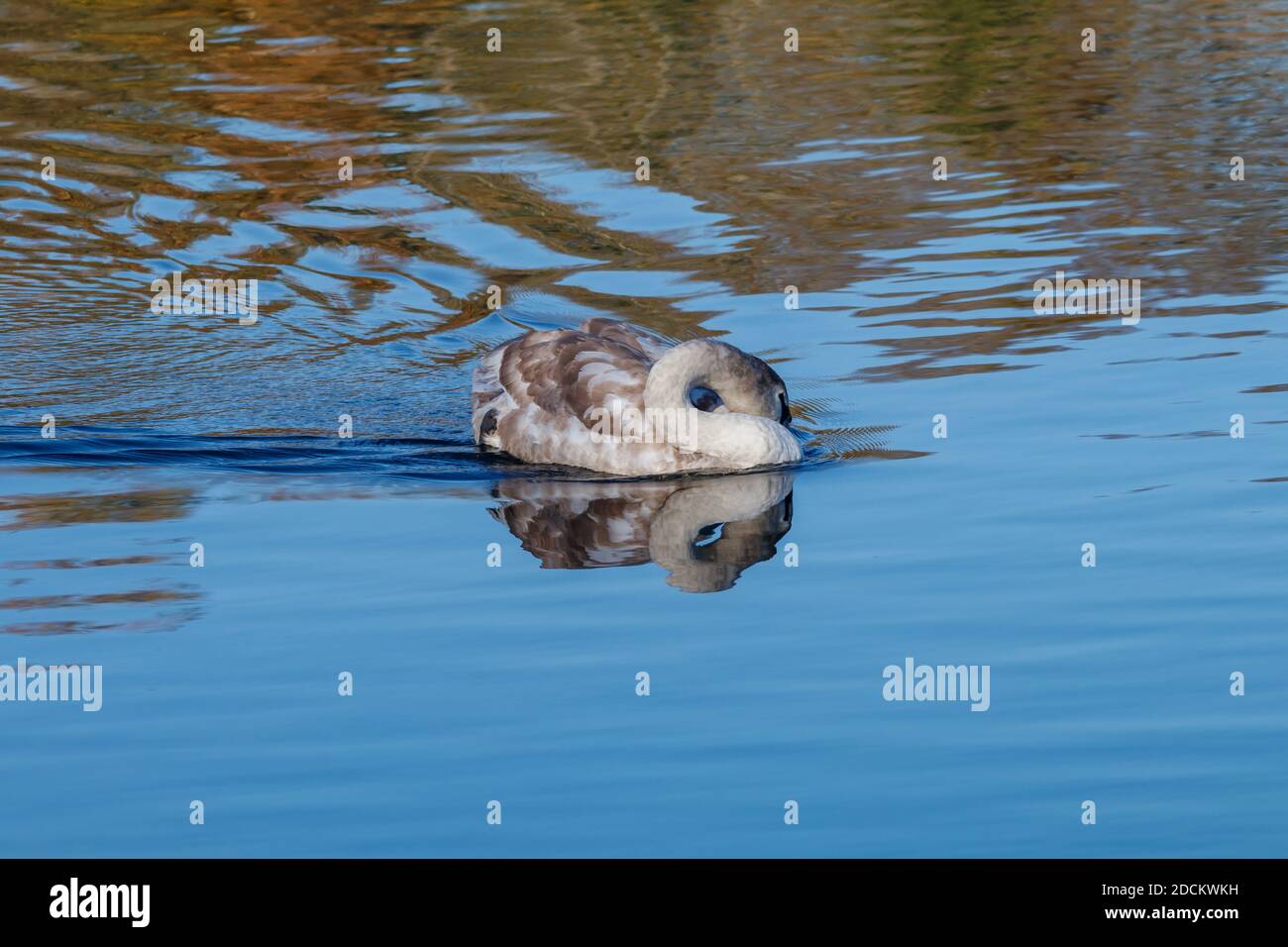 A calm morning out at Backwell lake nature reserve young swan passing ...