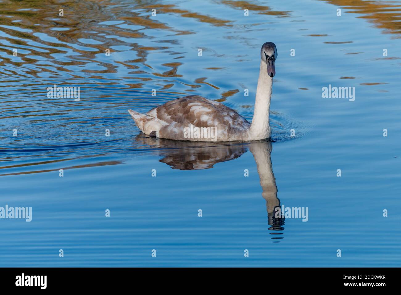 A calm morning out at Backwell lake nature reserve young swan passing ...