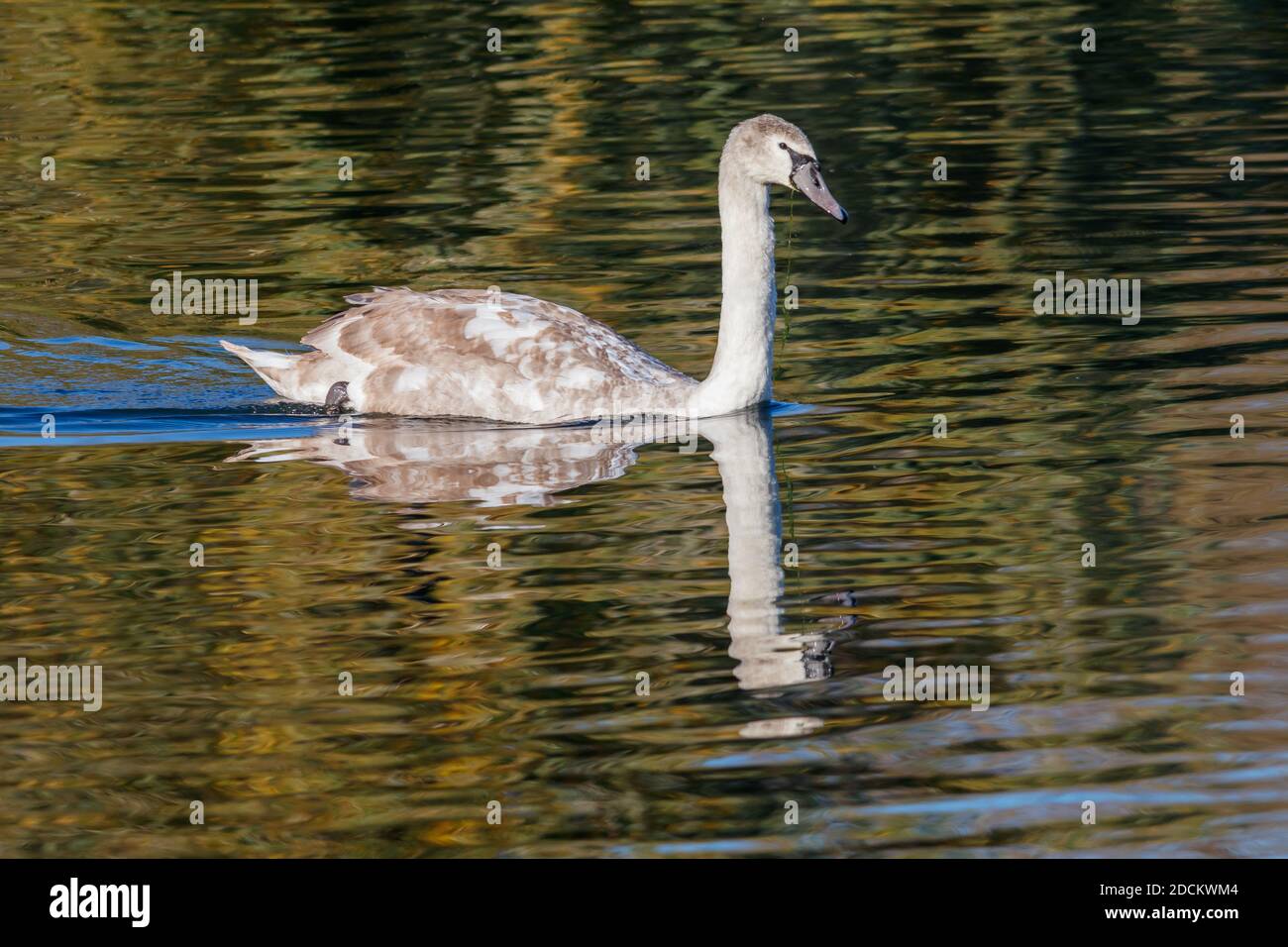 A calm morning out at Backwell lake nature reserve young swan passing ...