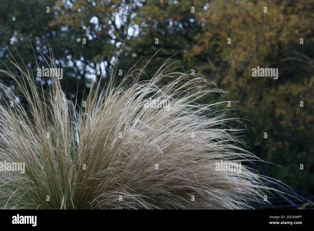 Spiky grass hi-res stock photography and images - Alamy