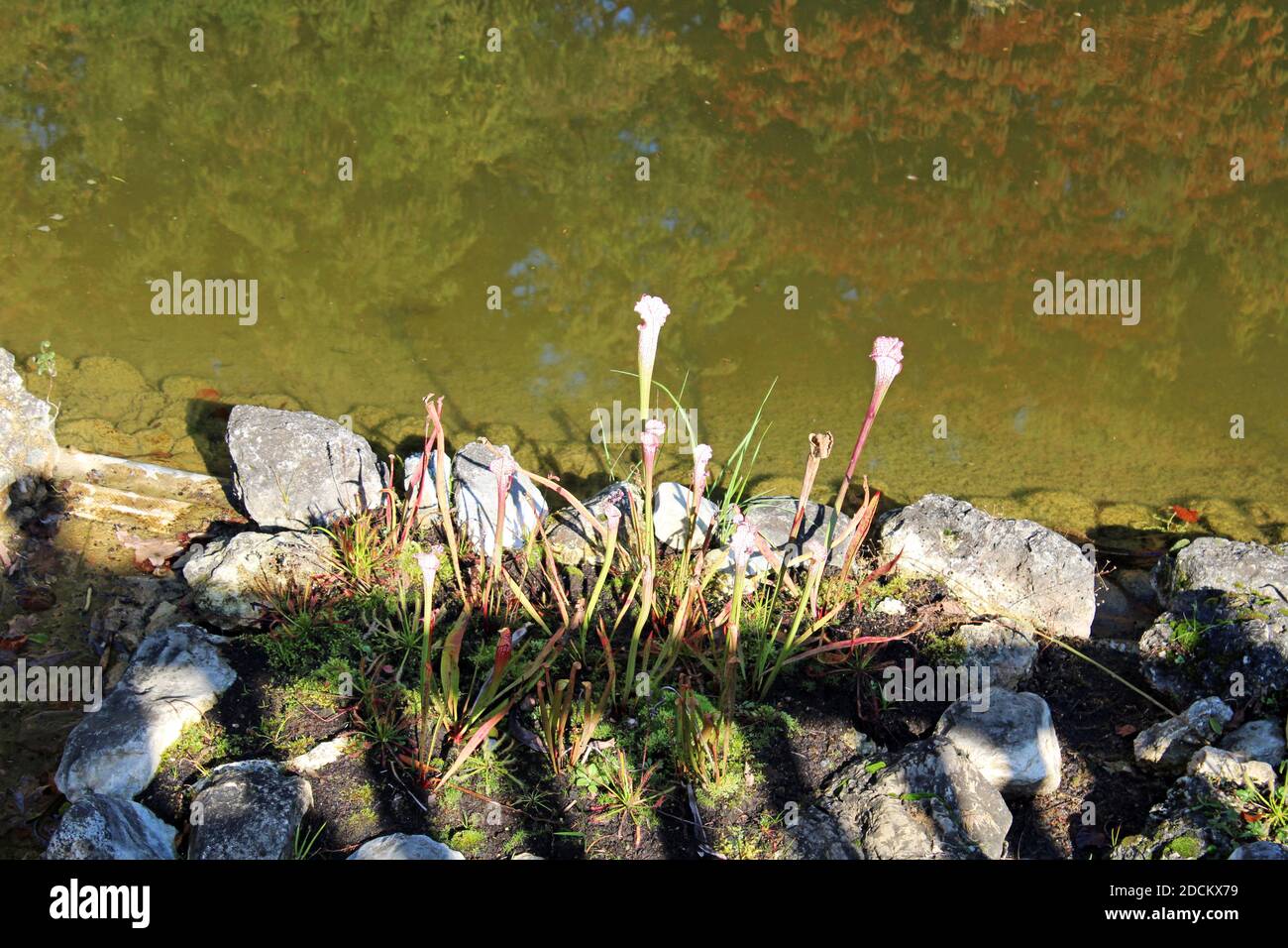 Insectivorous plants hi-res stock photography and images - Alamy