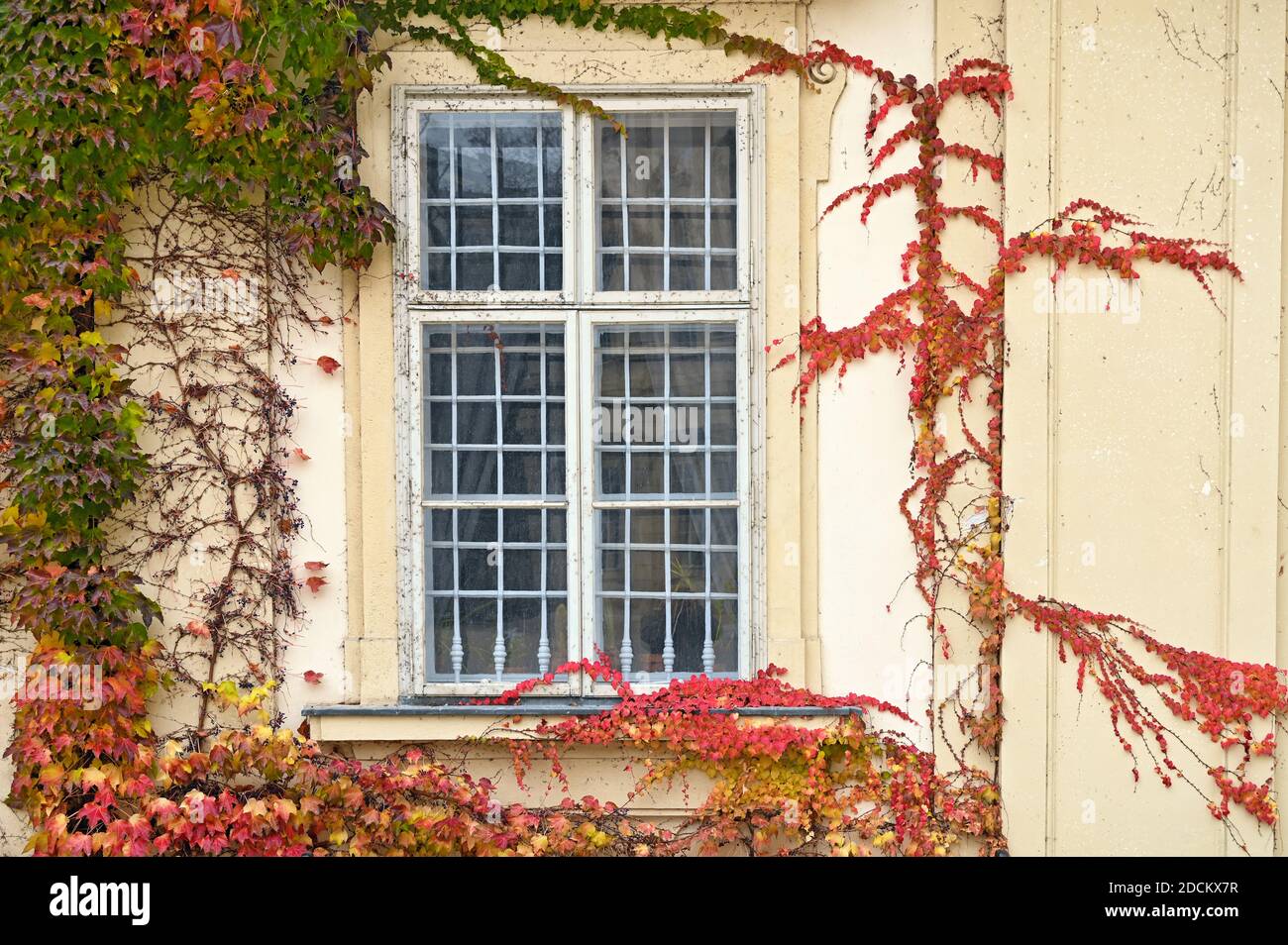 Creeper window hi-res stock photography and images - Alamy