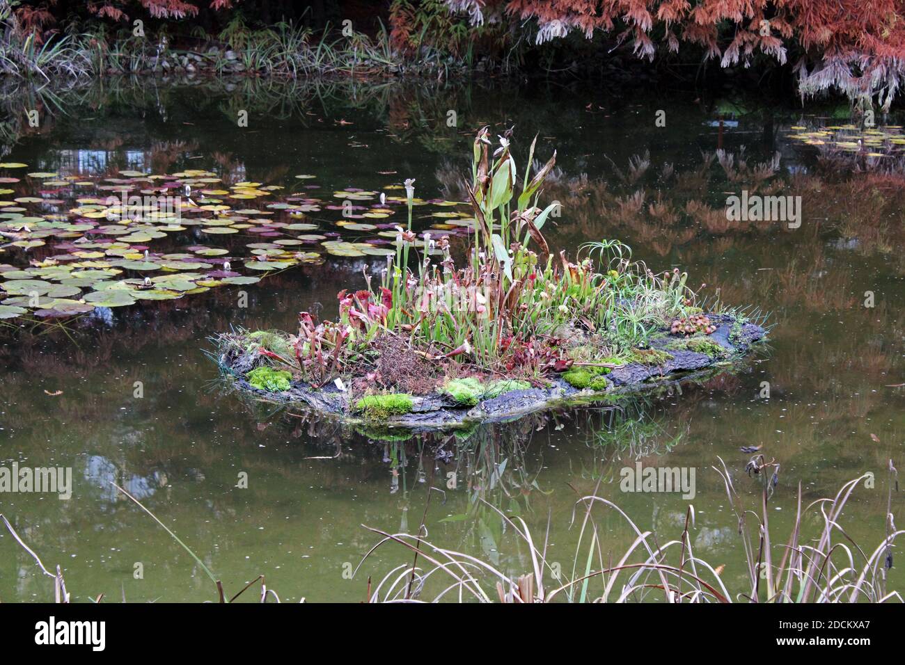 Insectivorous plants hi-res stock photography and images - Alamy