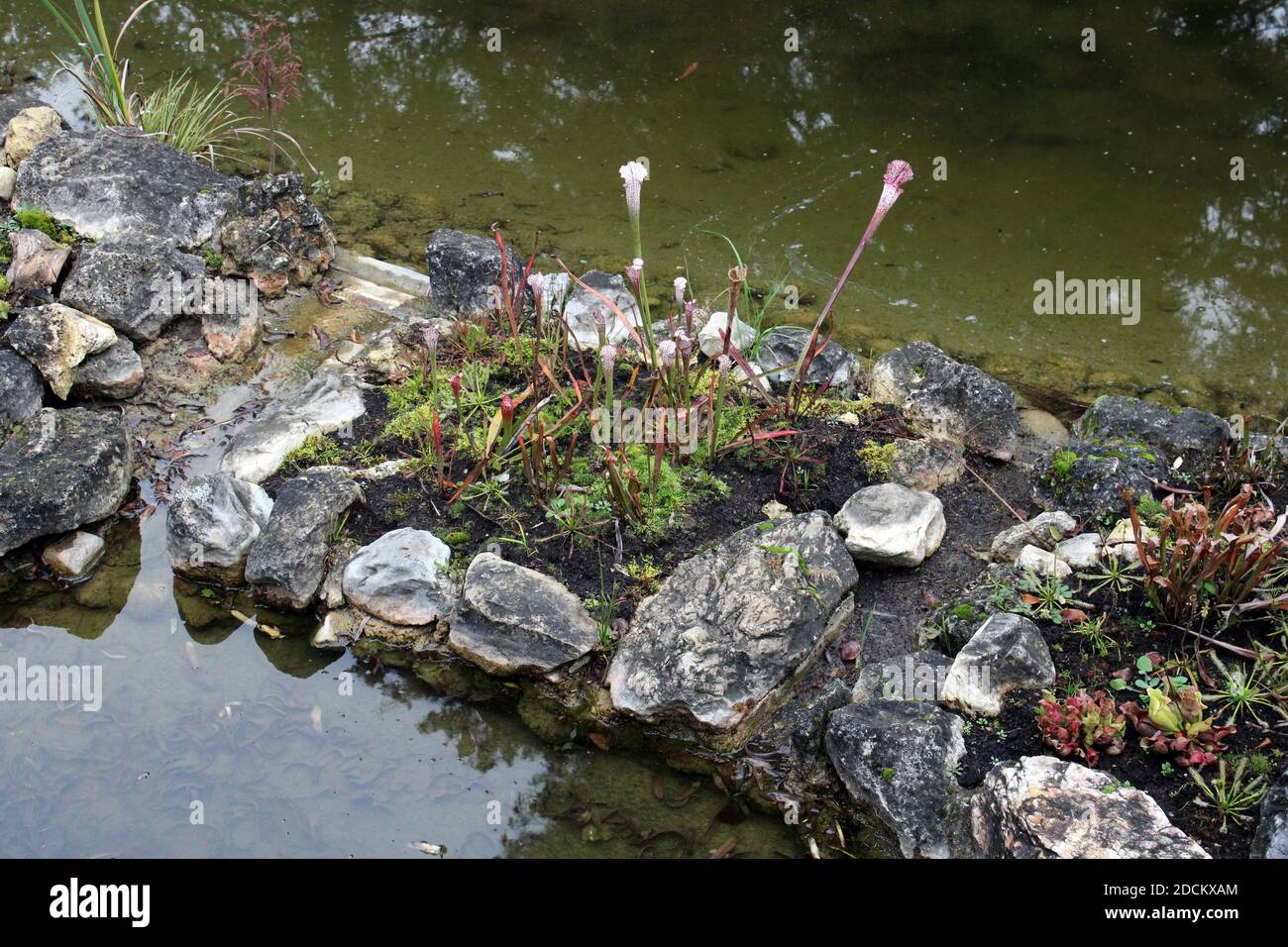 Insectivorous plants hi-res stock photography and images - Alamy