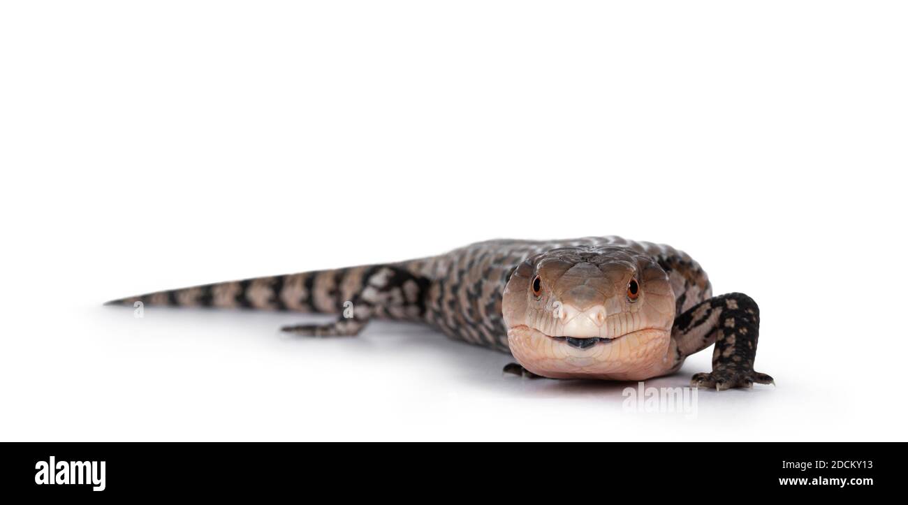 Detailed shot of an Indonesian blue-tongued skink aka Tiliqua gigas, standing facing front with ...