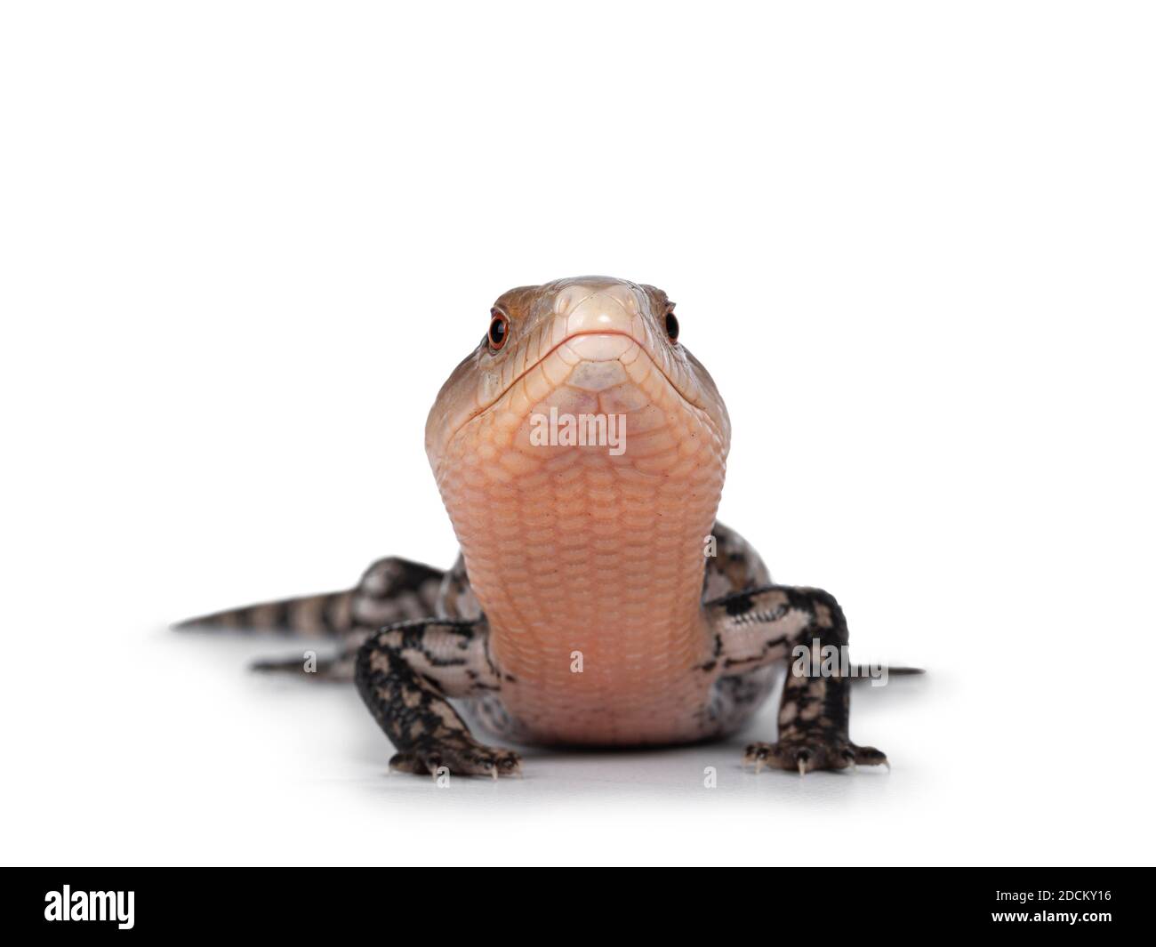 Indonesian skink Cut Out Stock Images & Pictures - Alamy