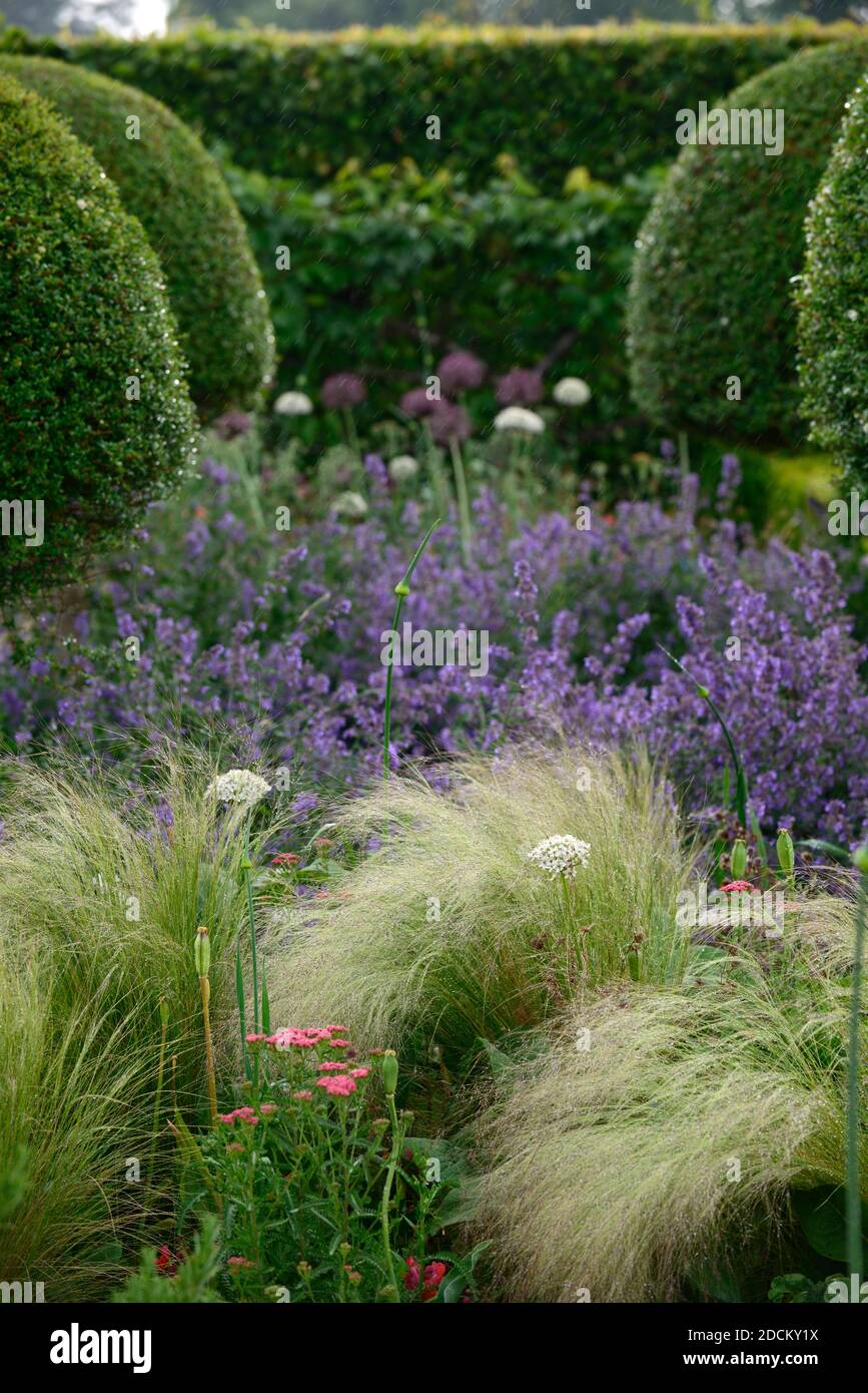 Allium multibulbosum Nigrum,white and purple allium flowers,alliums ...