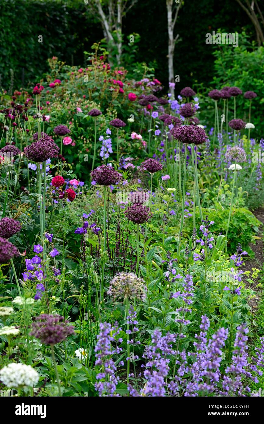 Nepeta and roses hi-res stock photography and images - Alamy