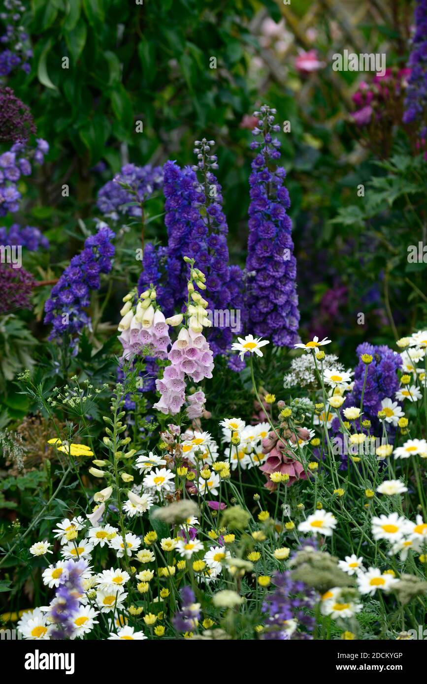 Delphinium lavender hi-res stock photography and images - Alamy