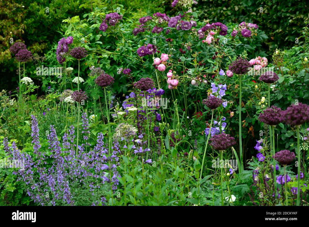 Nepeta and roses hi-res stock photography and images - Alamy