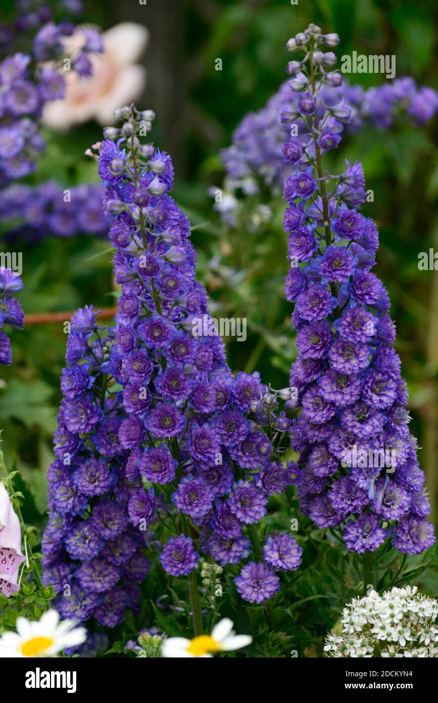 Delphinium elatum Highlander Bolero,Double lavender-blue flowers,cream centre,flowers,flowering ...