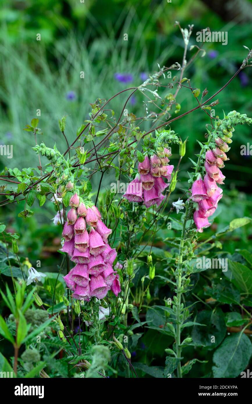 Digitalis Mertonensis,Digitalis × mertonensis,strawberry foxglove ...