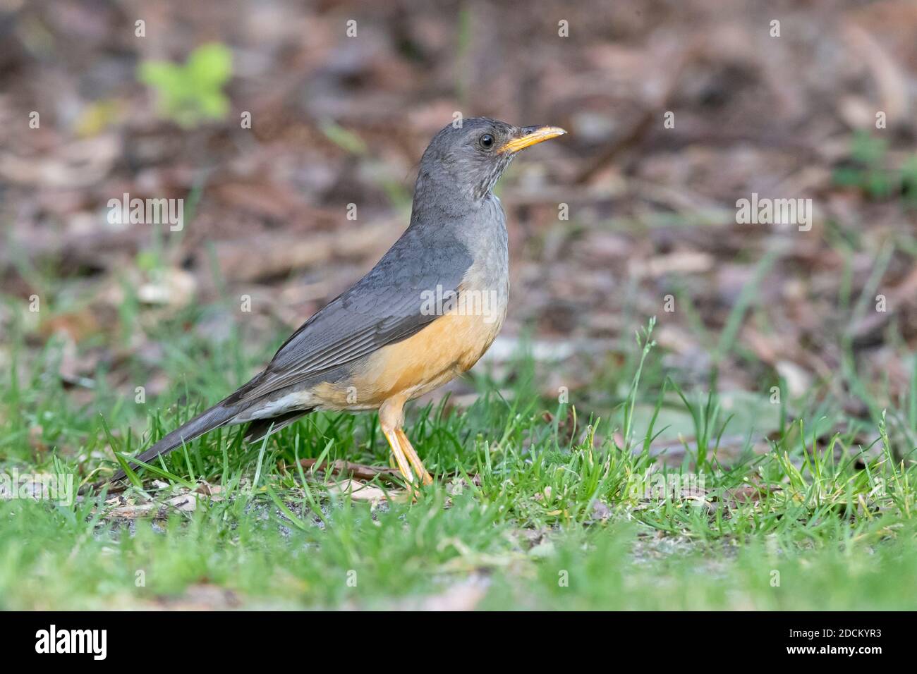 Olive Thrush (Turdus olivaceus), side view of an adult standing on the ground, Western Cape ...