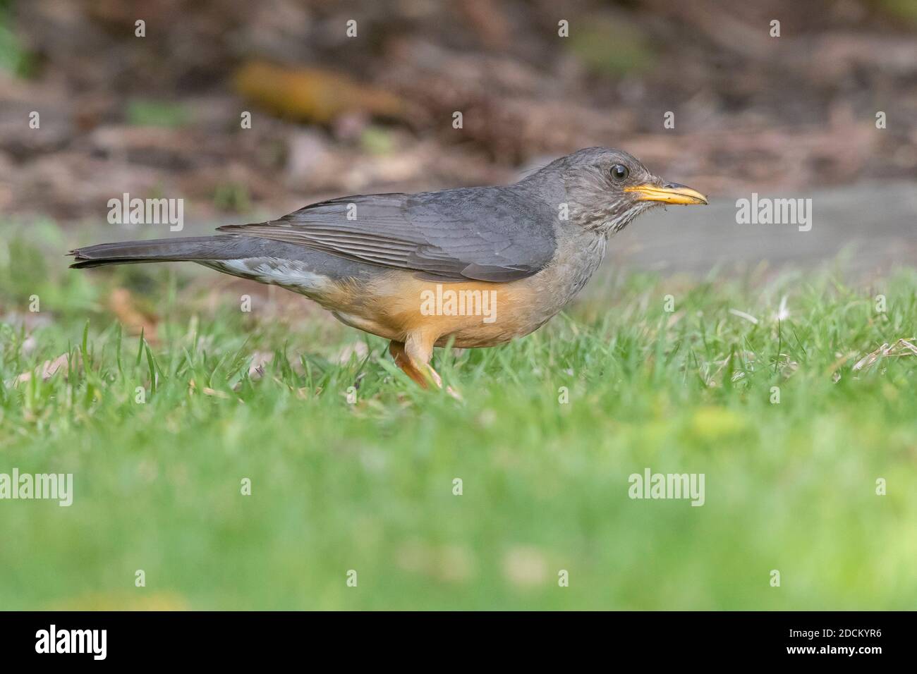 Olive Thrush (Turdus olivaceus), side view of an adult standing on the ...