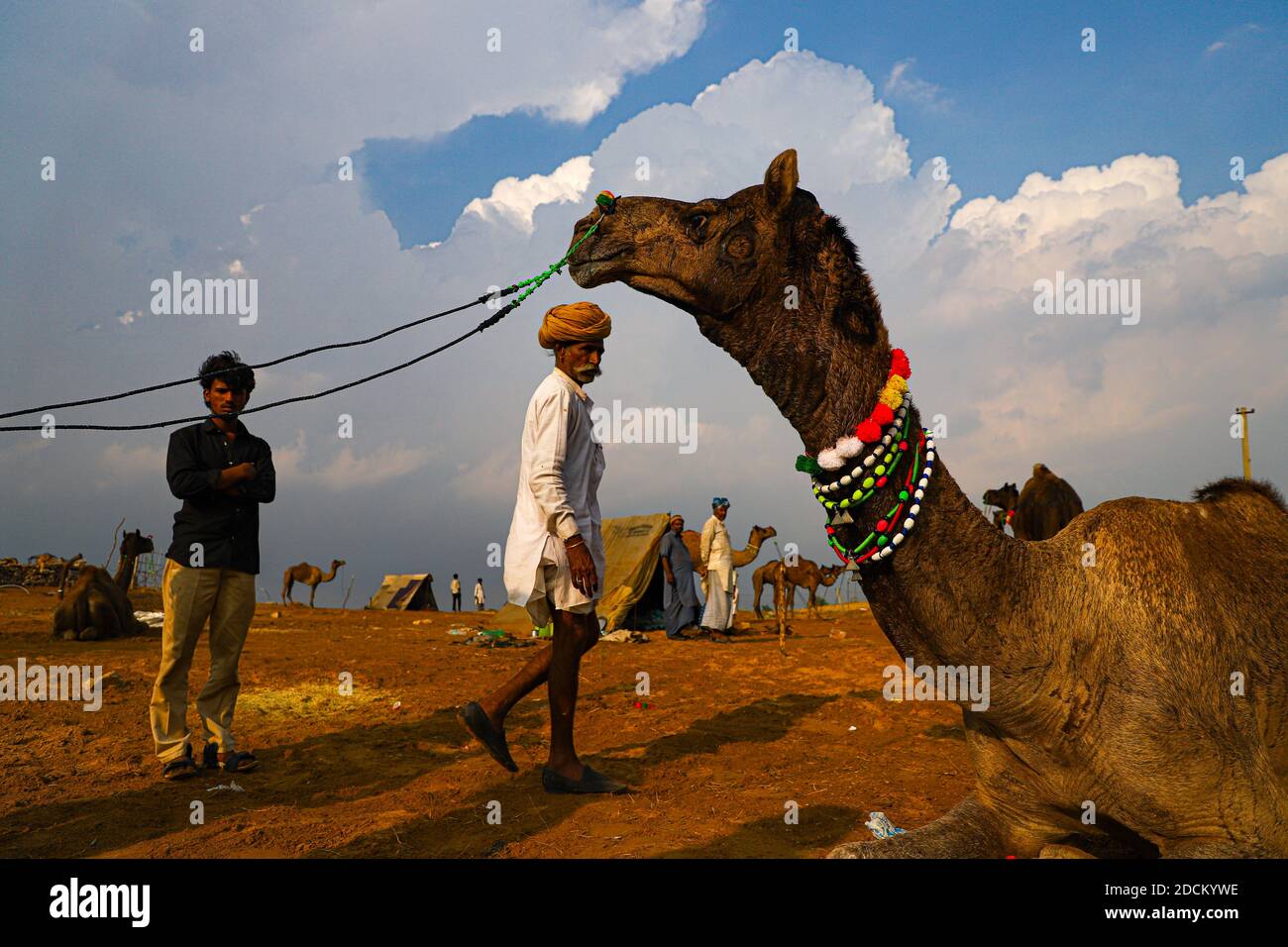 Thar desert animals hi-res stock photography and images - Alamy