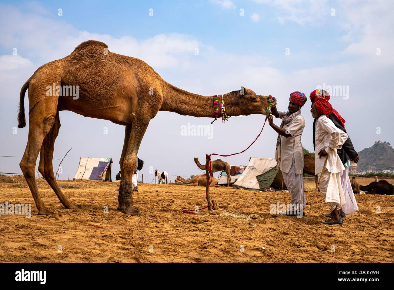 Thar desert animals hi-res stock photography and images - Alamy