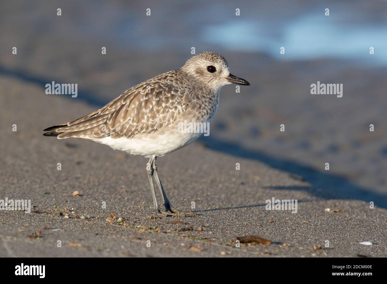 Grey Plover (Pluvialis squatarola), side view of a juvenile standing on ...