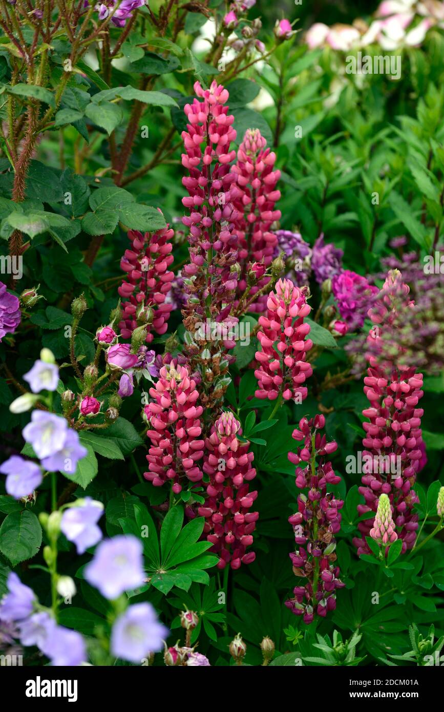 Lupinus Gallery Red,Gallery Series lupin,Lupin gallery red,lupins,red ...