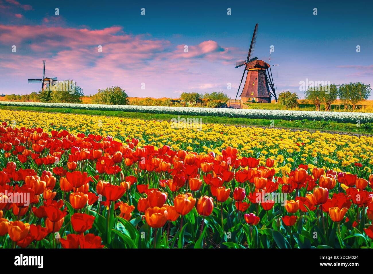 Stunning colorful tulip fields and old wooden windmills at sunrise in ...