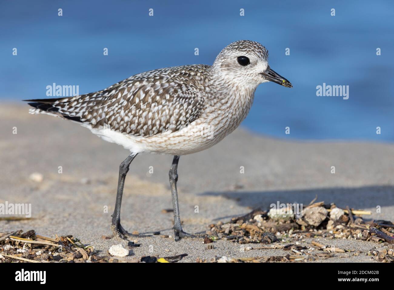 Grey Plover Pluvialis Squatarola High Resolution Stock Photography and ...