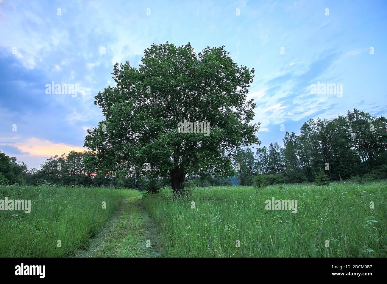 Beautiful summer landscape in countryside in Latvia, East Europe Stock ...