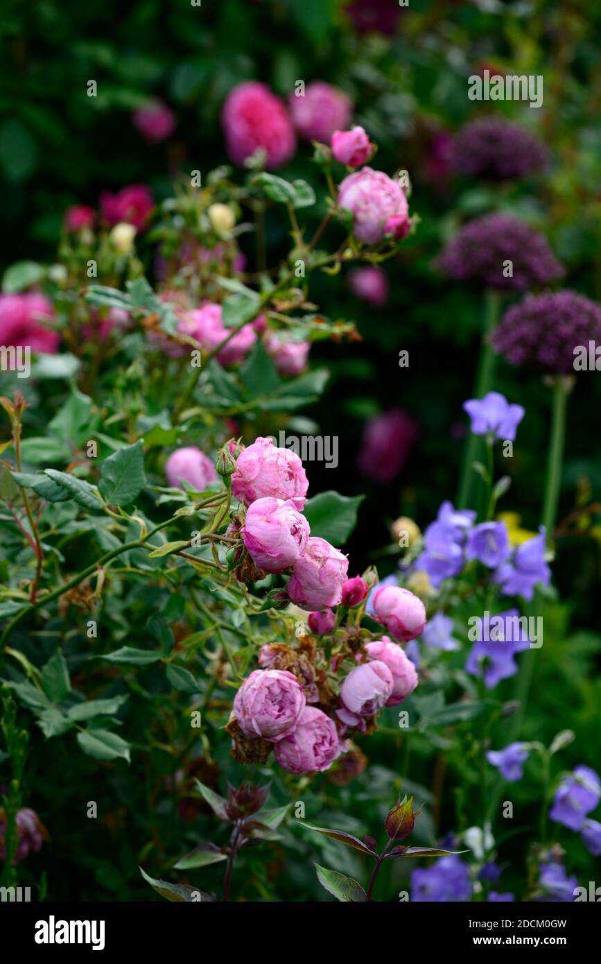 cottage garden,rose,roses,nepeta allium atropurpureum,pink purple ...