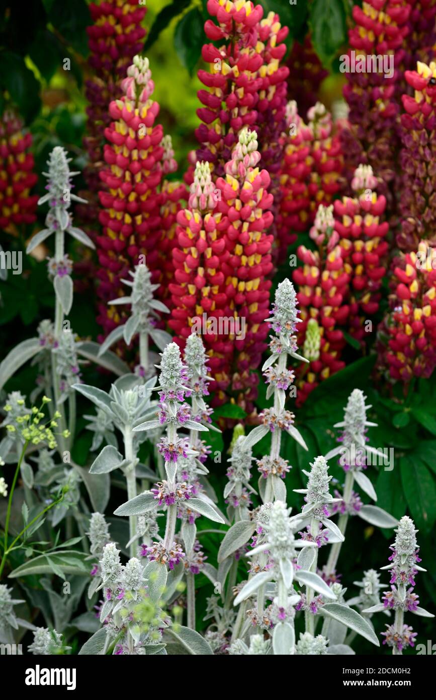 stachys byzantina,lamb's ear,Lupinus Gallery Red,Gallery Series lupin ...