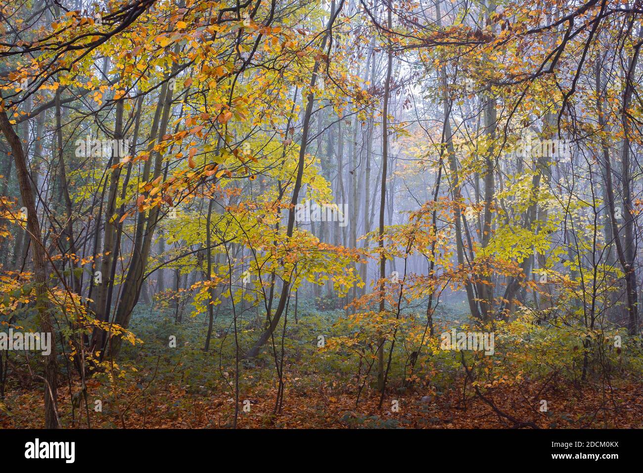 Misty woodland at Highfields Nature Reserve, Doncaster, South Yorkshire ...