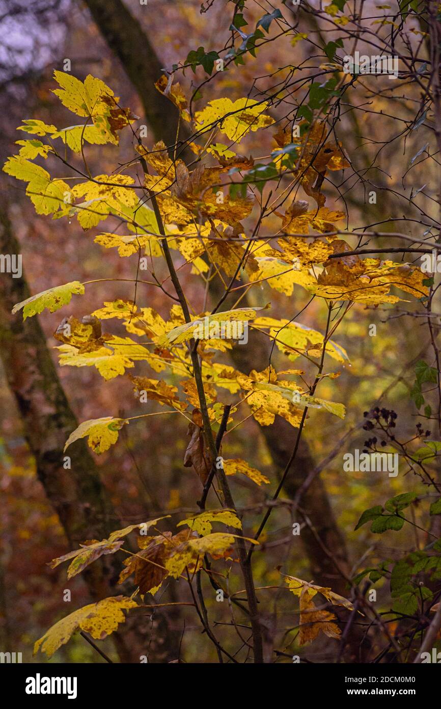 Misty woodland at Highfields Nature Reserve, Doncaster, South Yorkshire ...