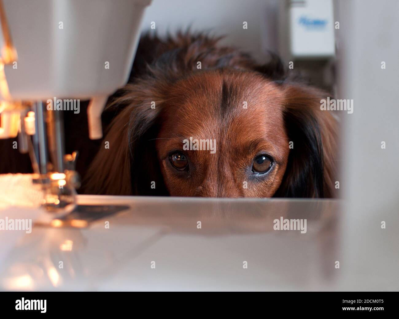 The dachshund dog is hiding behind a sewing machine Stock Photo - Alamy