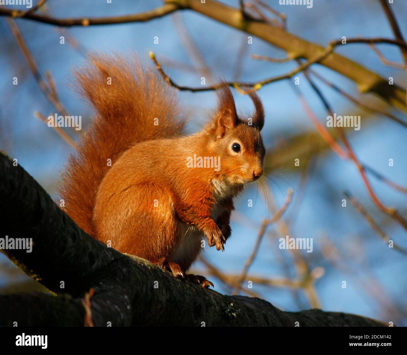 Mammal rodent squirrel scotland hi-res stock photography and images - Alamy
