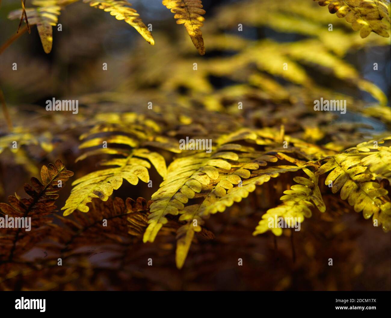 Ferns with shadow hi-res stock photography and images - Alamy