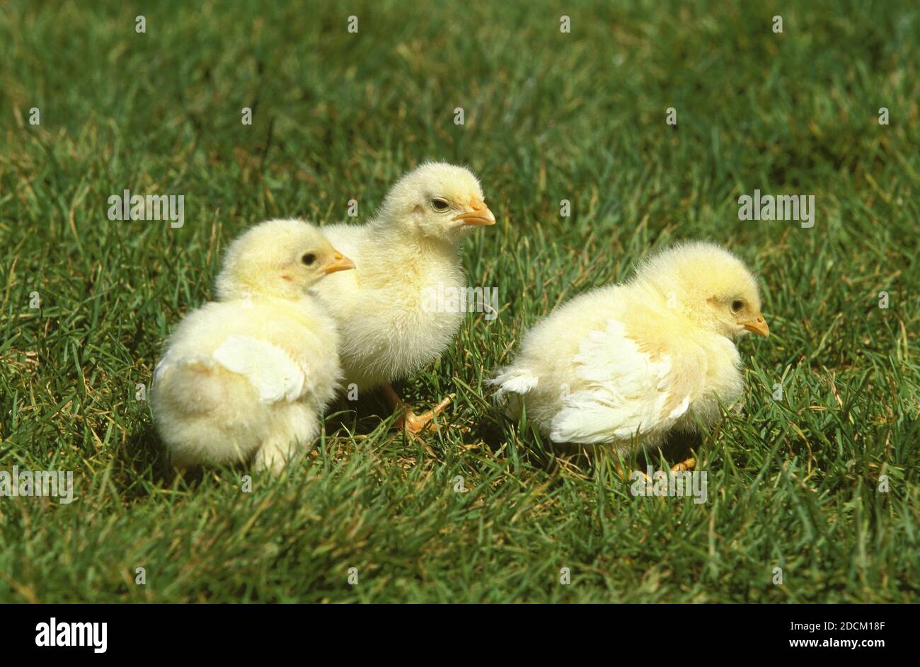 CHICK STANDING ON GRASS Stock Photo - Alamy