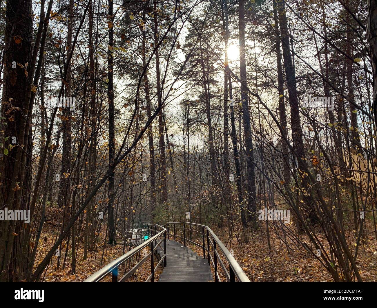 Pine tree forest in autumn Stock Photo - Alamy