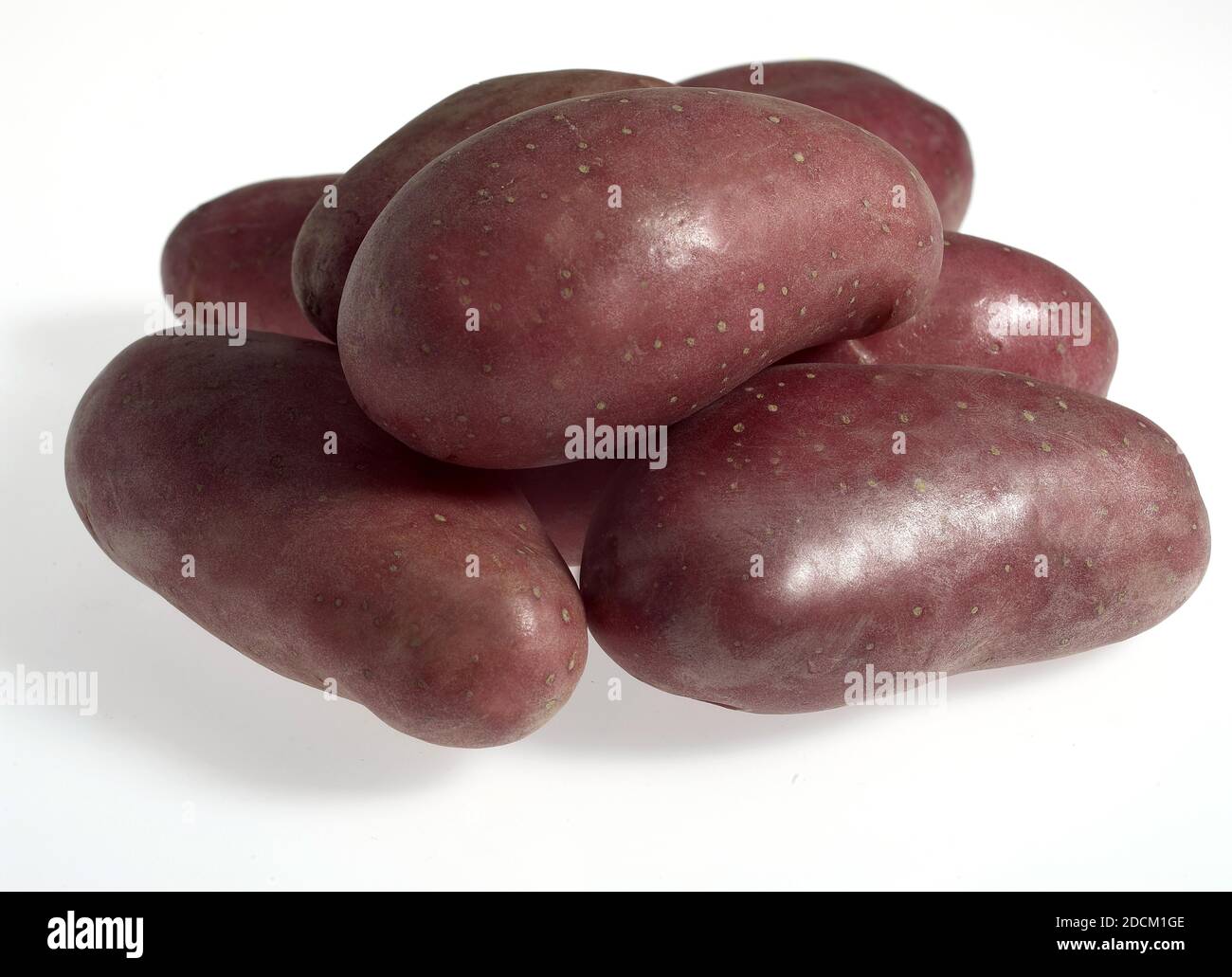 ROSEVAL POTATO solanum tuberosum AGAINST WHITE BACKGROUND Stock Photo ...
