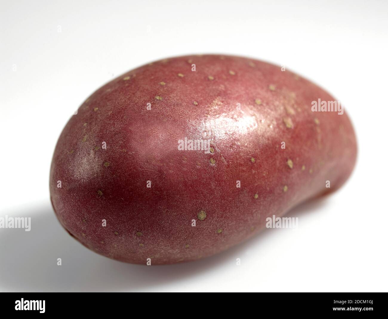 ROSEVAL POTATO solanum tuberosum AGAINST WHITE BACKGROUND Stock Photo ...