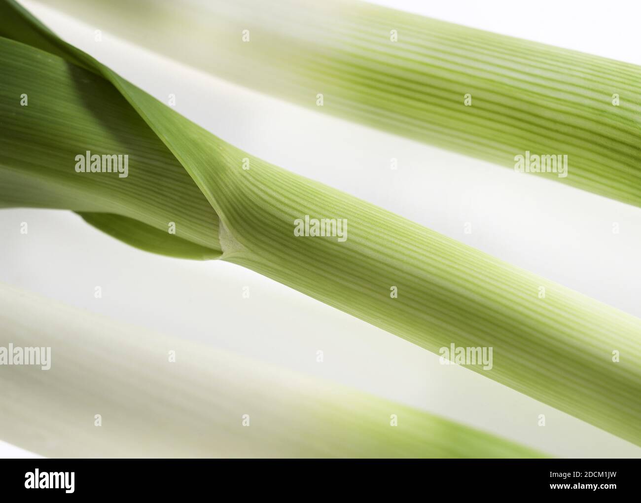 LEEK allium porrum AGAINST WHITE BACKGROUND Stock Photo - Alamy