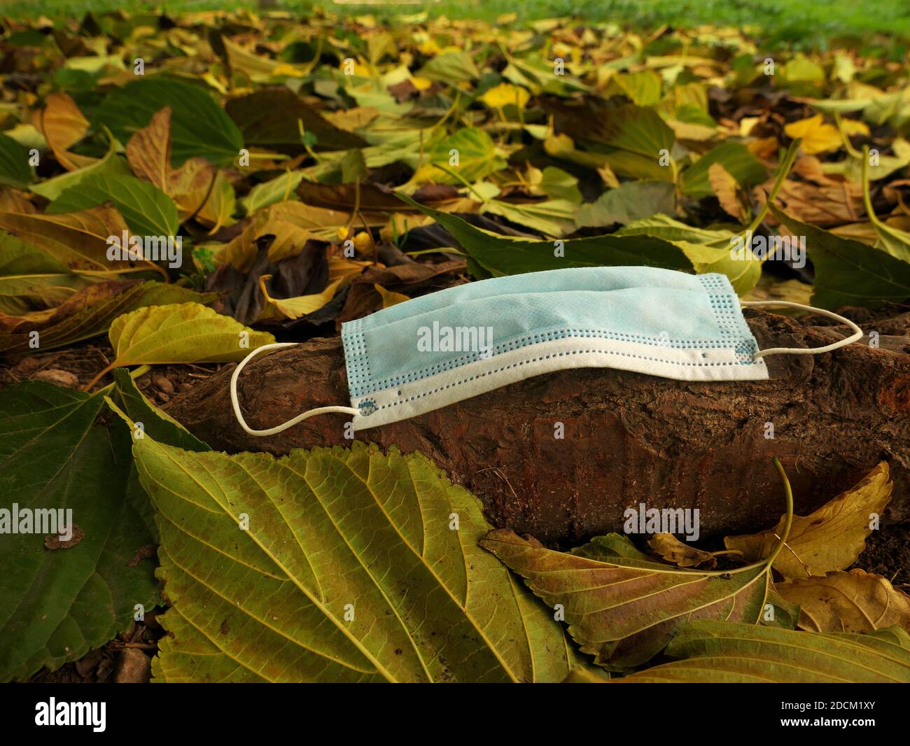 Mask thrown in nature in the middle of autumn leaves Stock Photo - Alamy