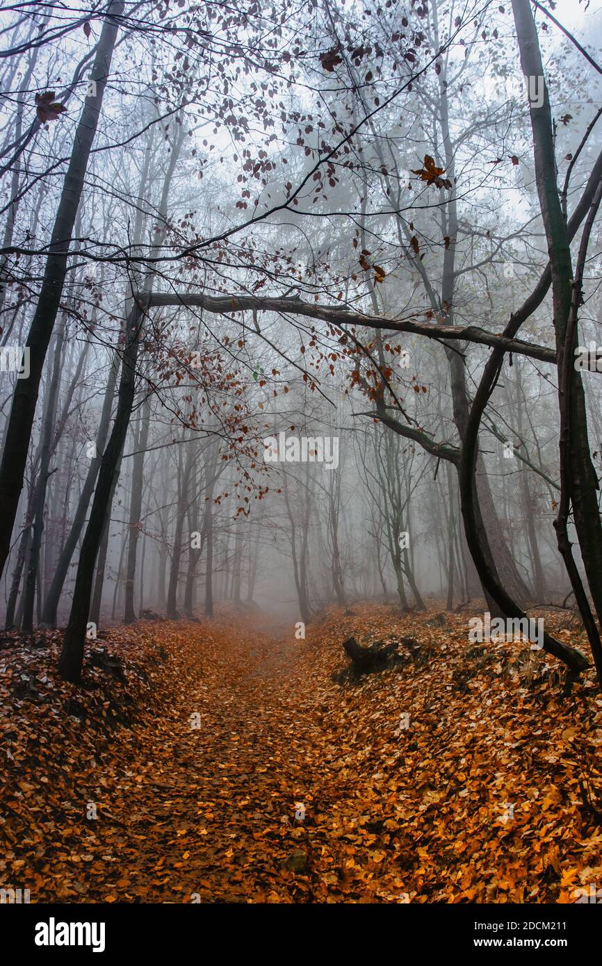 Path scenery in scary misty forest. Colorful landscape with foggy ...