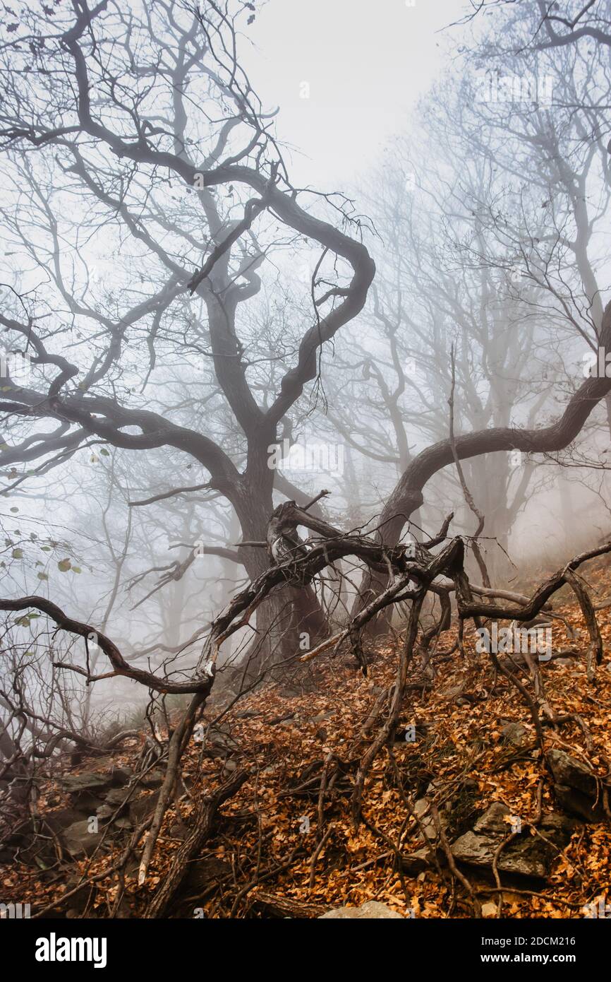 Magical old tree in fog.Amazing misty forest.Colorful landscape with ...