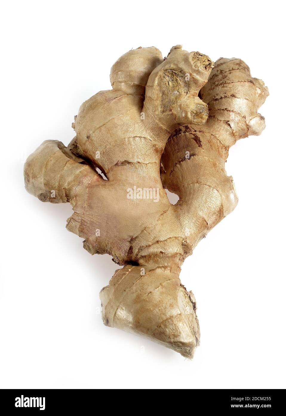 GINGER ROOT zingiber officinale Stock Photo - Alamy