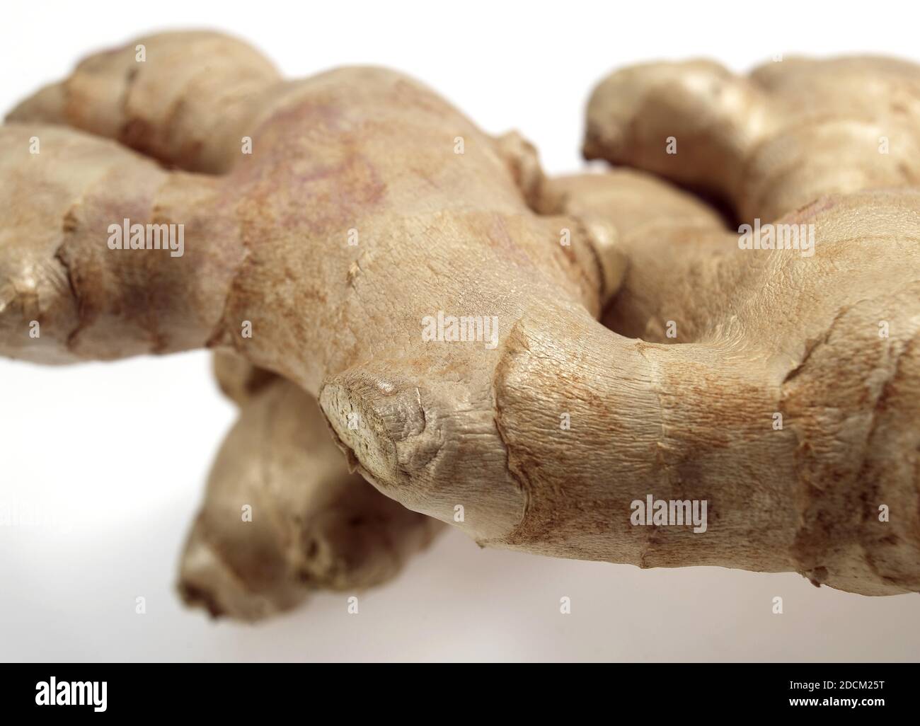 GINGER ROOT zingiber officinale Stock Photo - Alamy