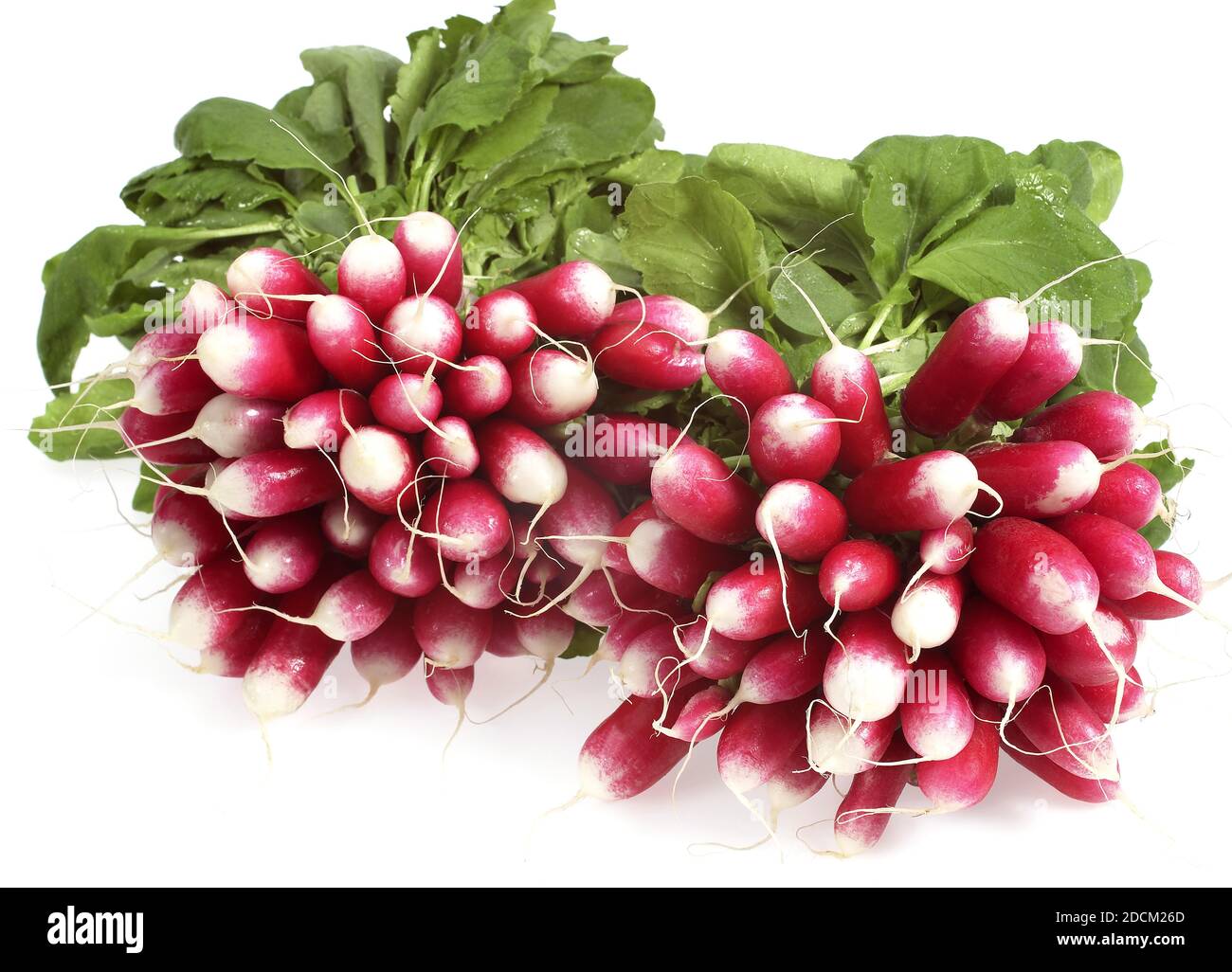 PINK RADISH raphanus sativus AGAINST WITH BACKGROUND Stock Photo - Alamy