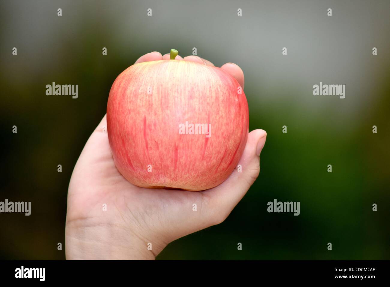 Hand holding the apple hi-res stock photography and images - Alamy