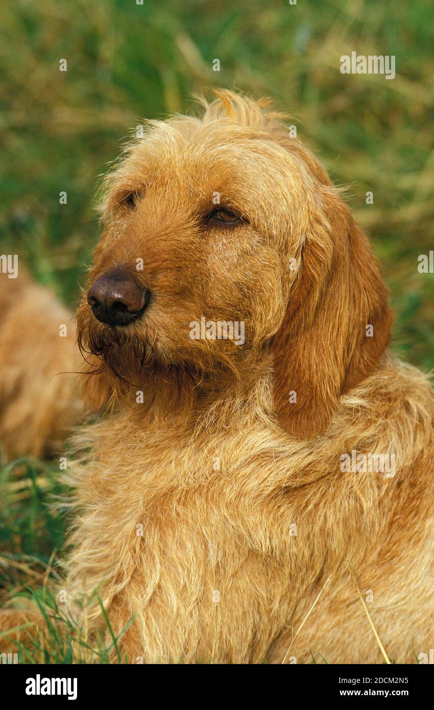 Griffon fauve de bretagne hi-res stock photography and images - Alamy