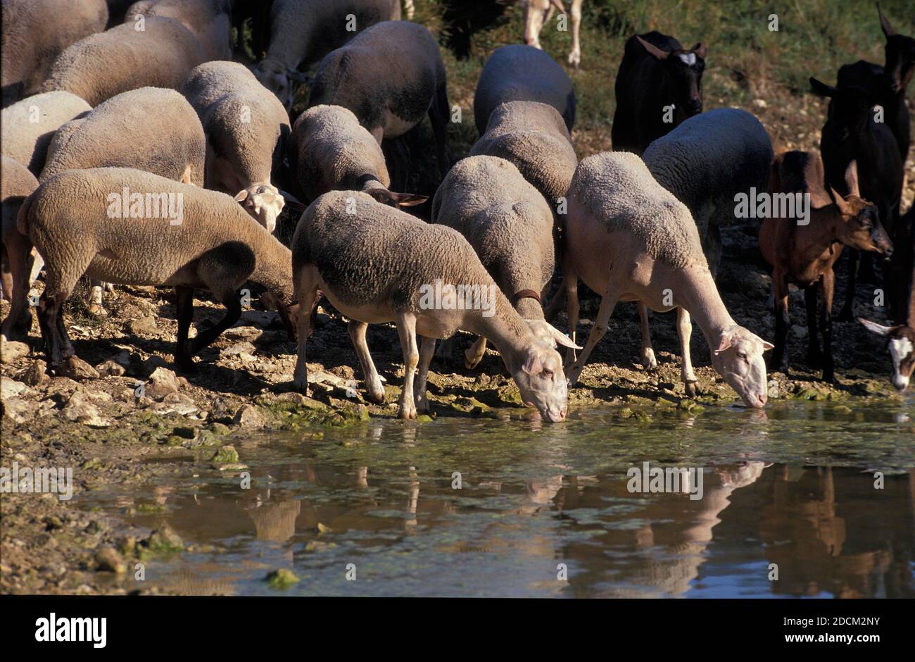 Sheep waterhole hi-res stock photography and images - Alamy