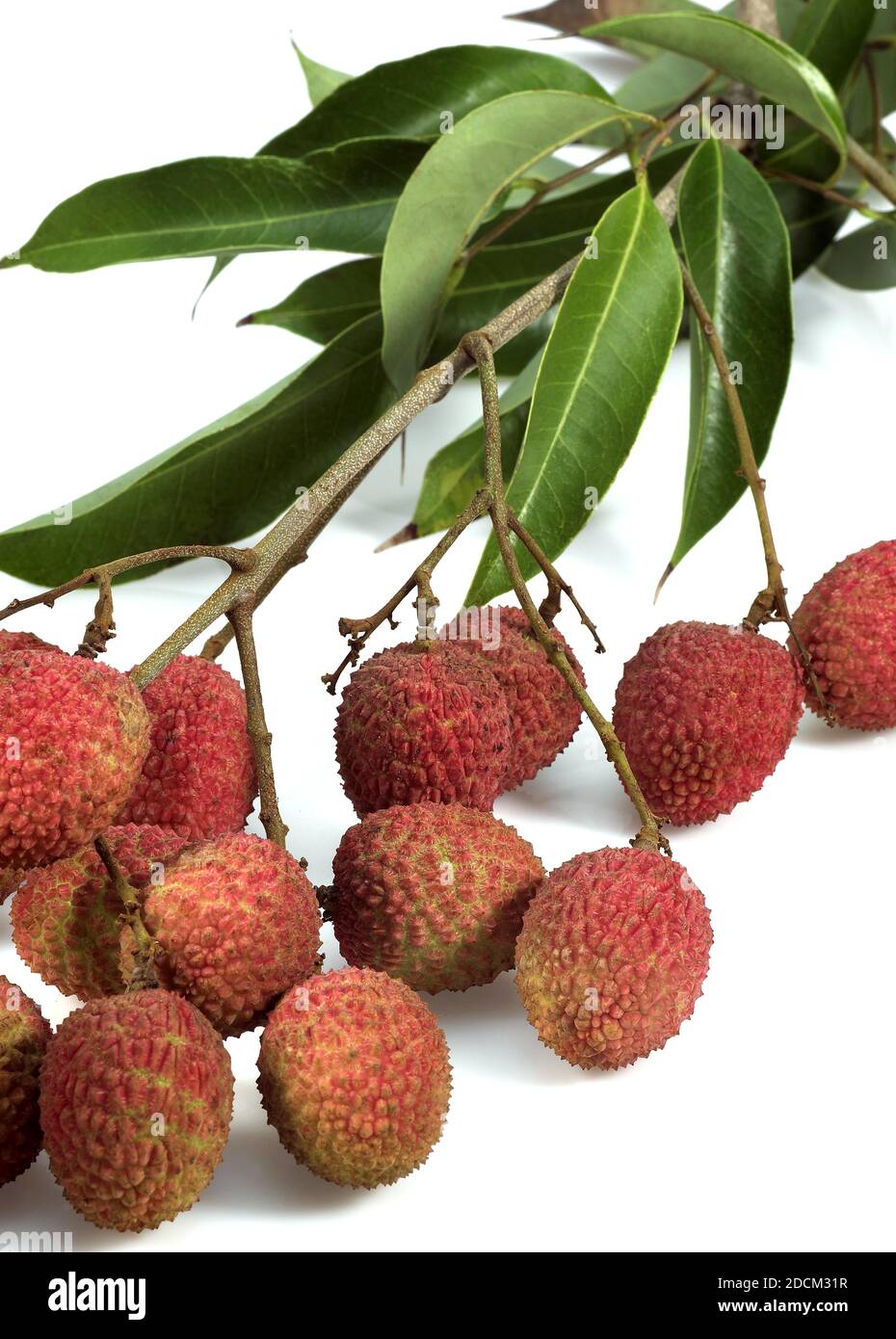 Litchi sinensis hi-res stock photography and images - Alamy